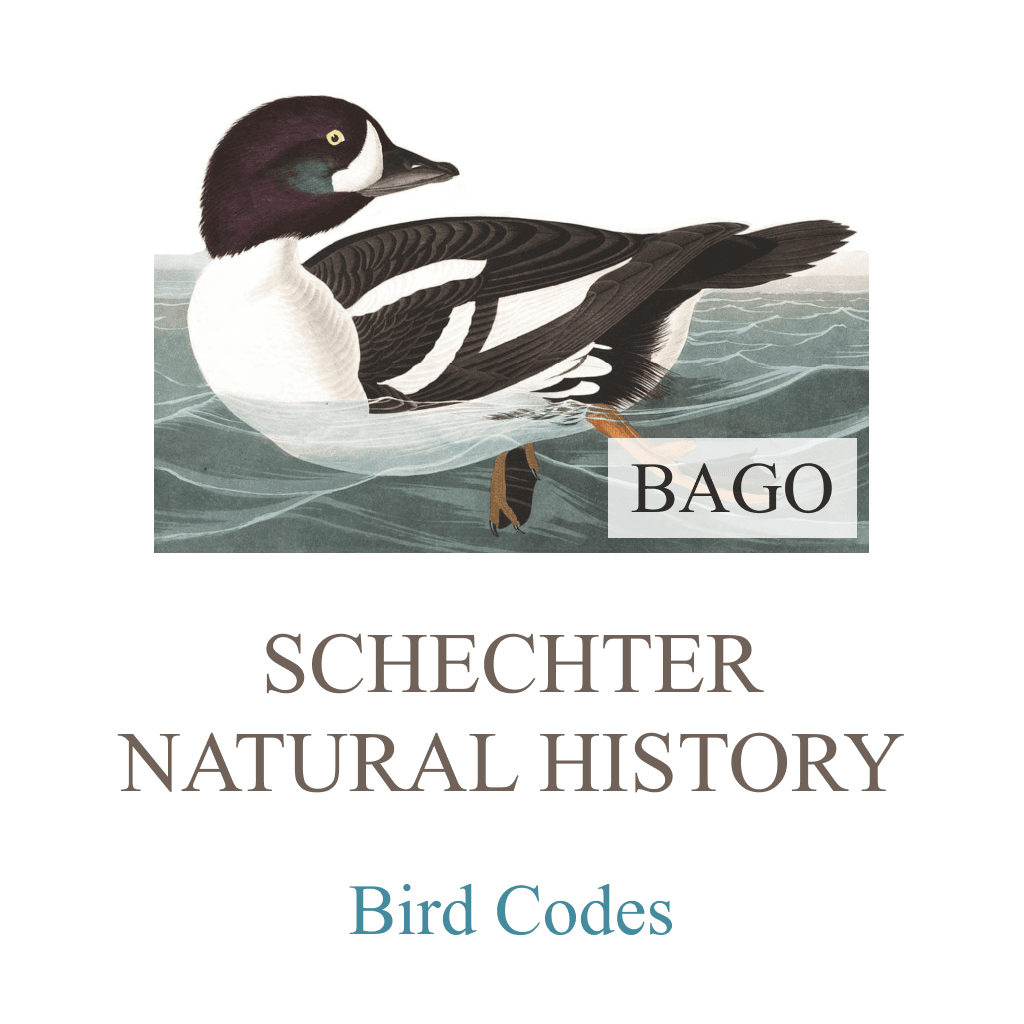 Bird Codes of the ABA and AOU | Schechter Natural History