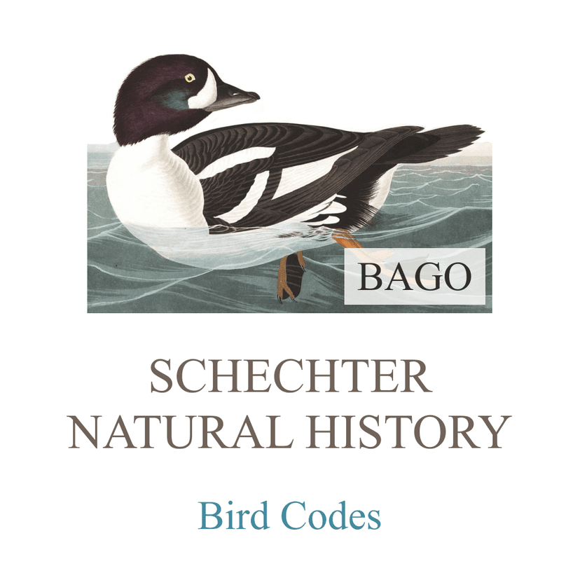Bird Codes of the ABA and AOU | Schechter Natural History