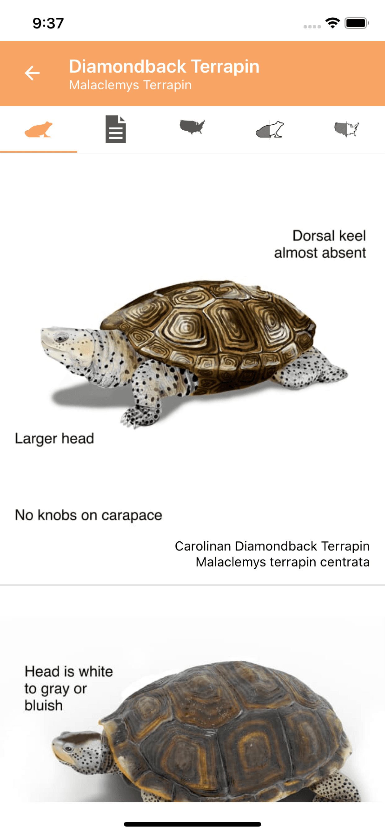 northern alligator lizard | elgaria coerulea | Schechter Natural History